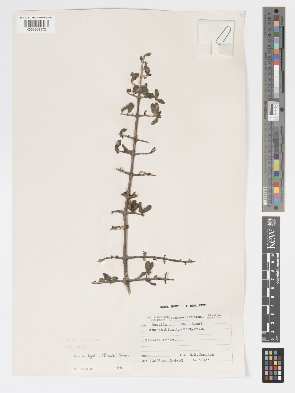 Pyrostria hystrix (Bremek.) Bridson | Plants of the World Online | Kew ...