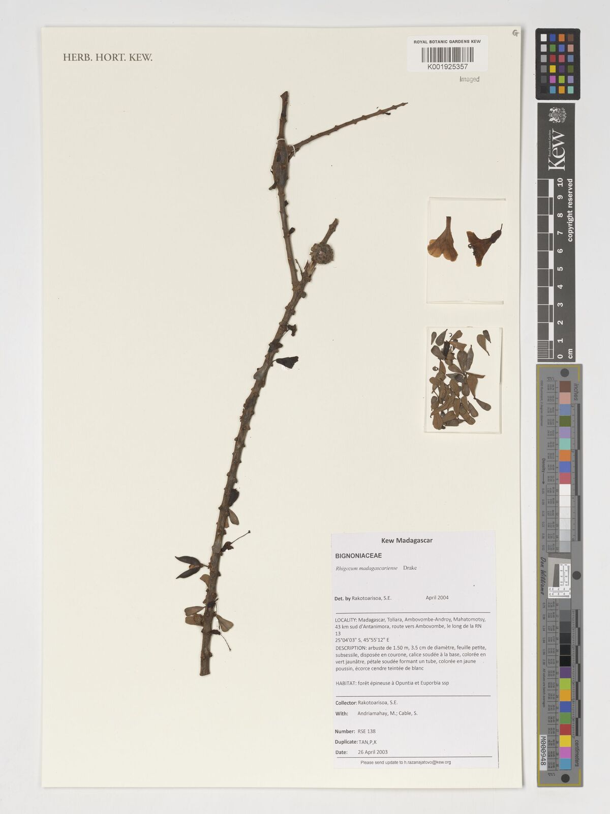 Rhigozum madagascariense Drake | Plants of the World Online | Kew Science