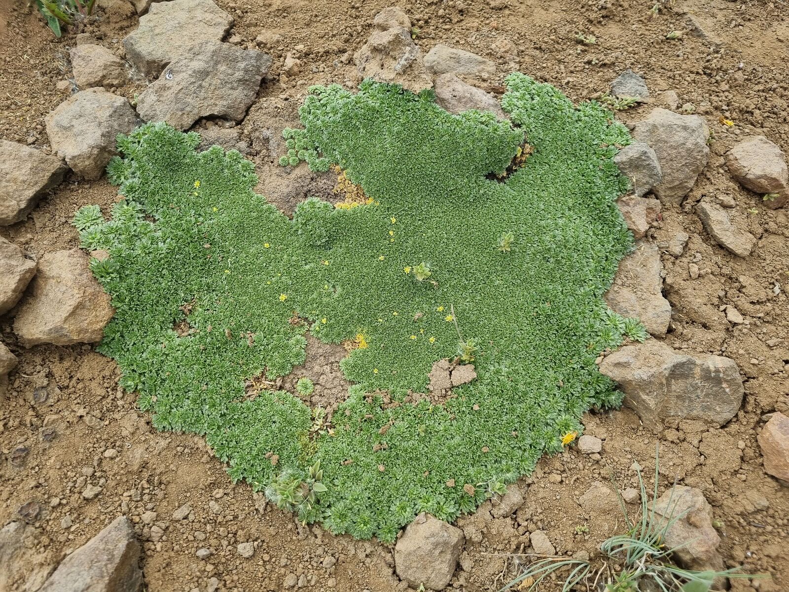 Azorella madreporica Clos | Plants of the World Online | Kew Science