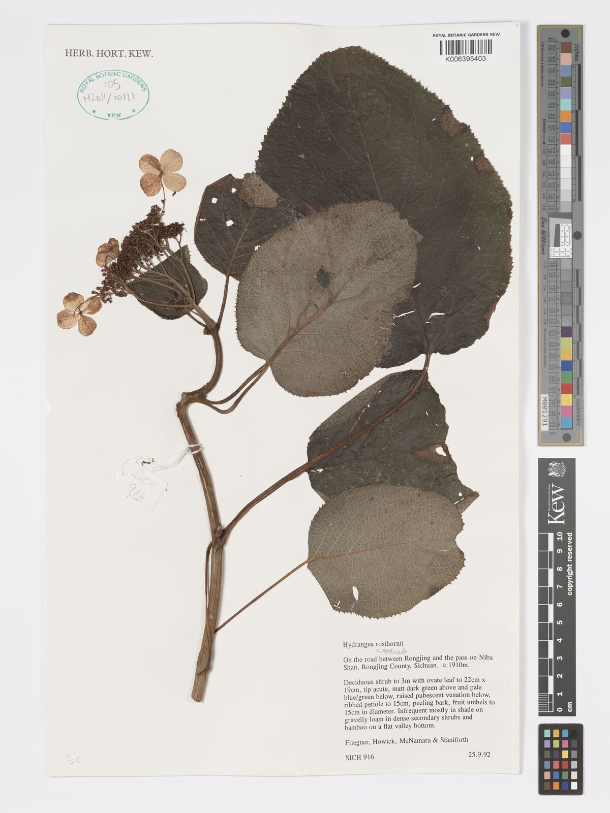Hydrangea robusta Hook.f. & Thomson | Plants of the World Online | Kew ...
