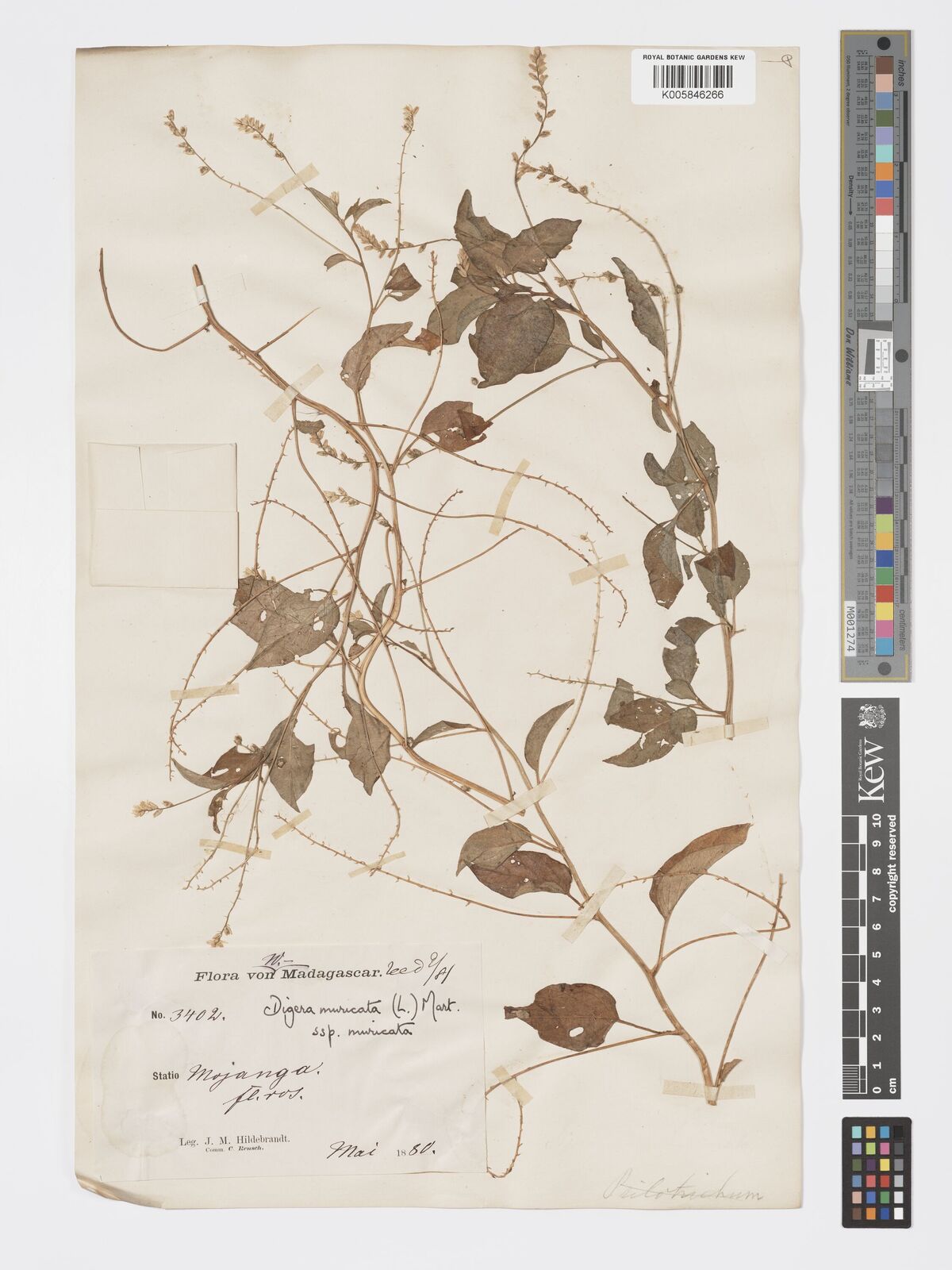Digera muricata subsp. muricata | Plants of the World Online | Kew Science