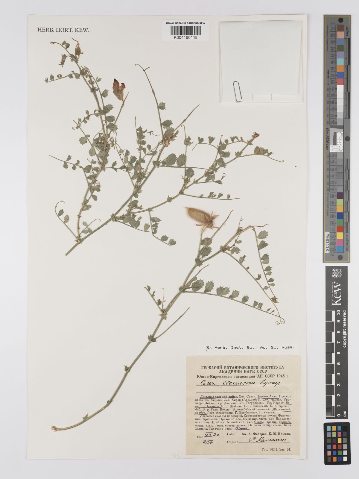 Cicer flexuosum Lipsky | Plants of the World Online | Kew Science