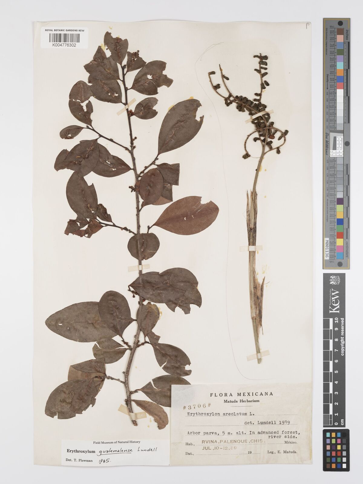 Erythroxylum guatemalense Lundell | Plants of the World Online | Kew ...