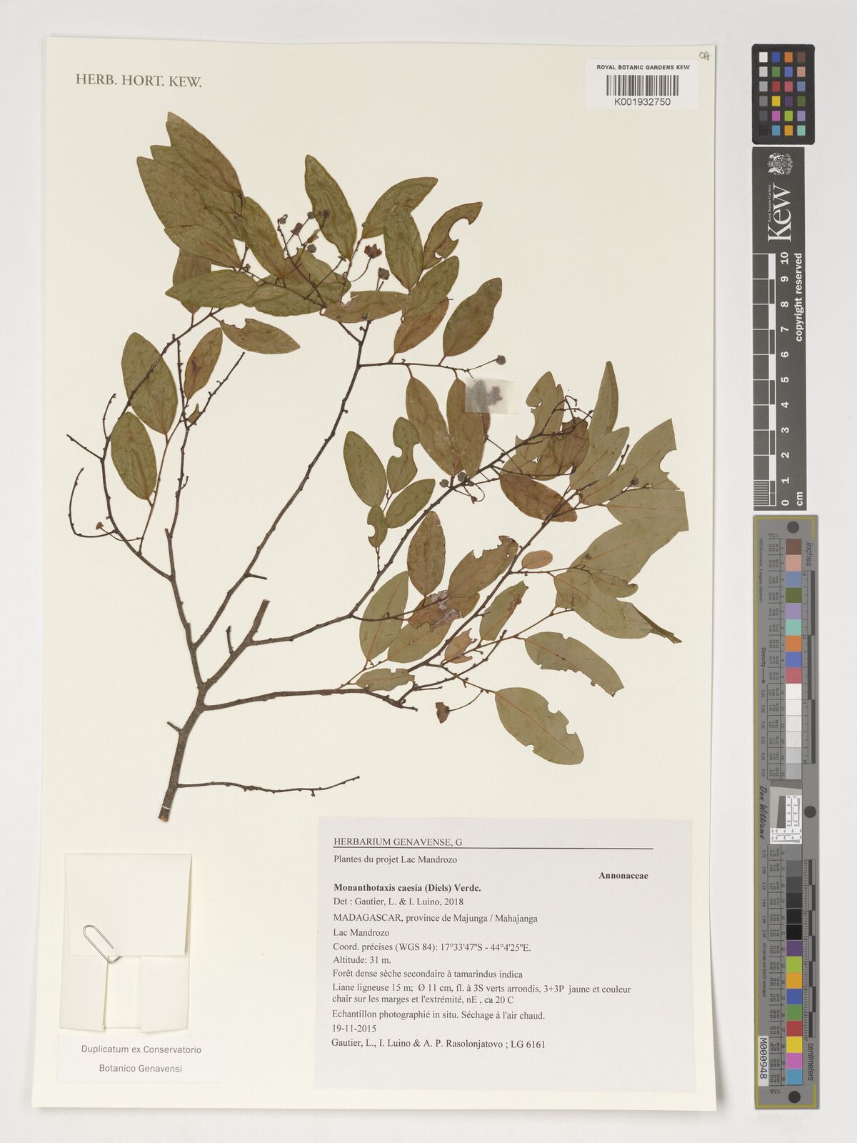 Monanthotaxis caesia (Diels) Verdc. | Plants of the World Online | Kew ...