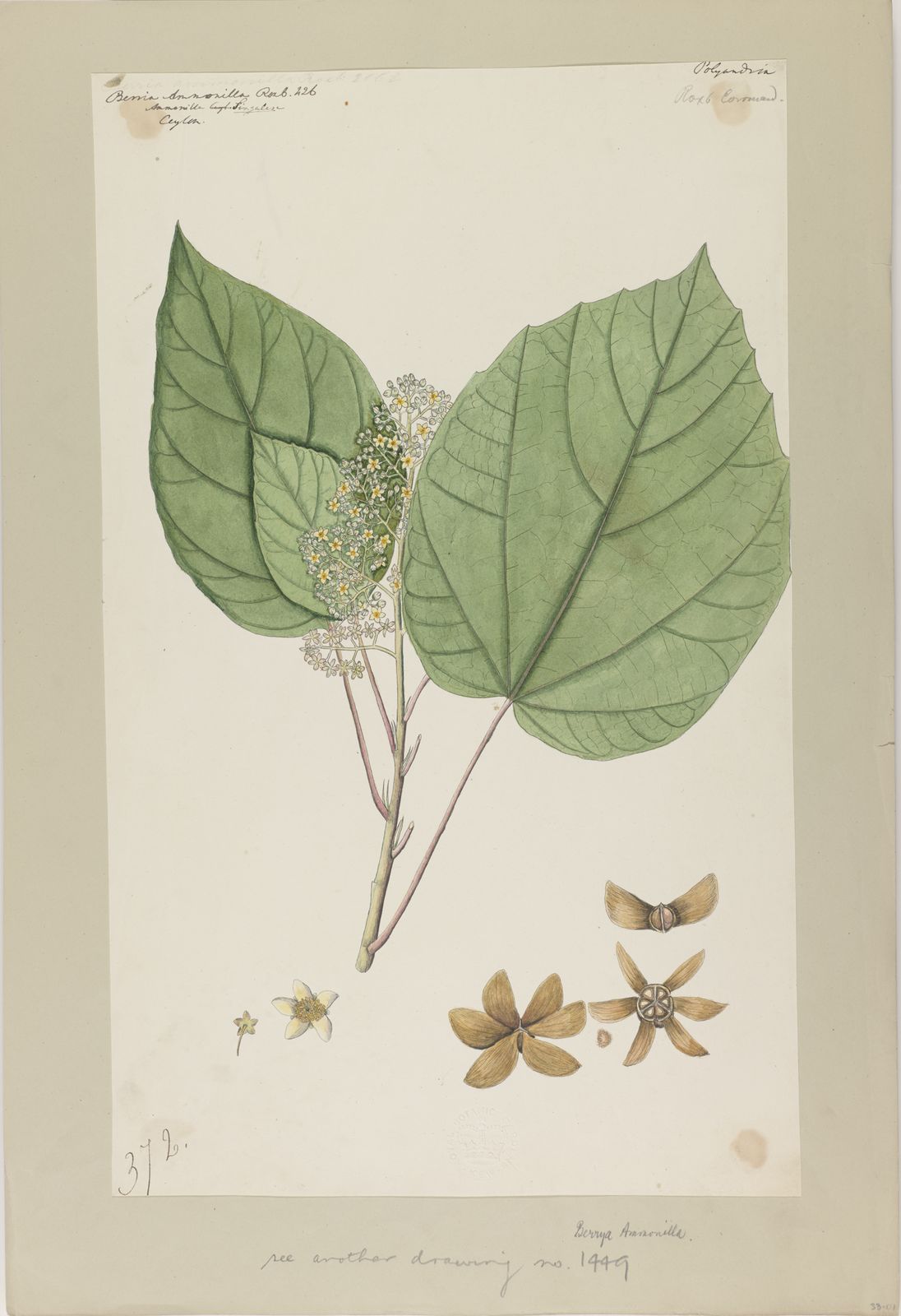 Berrya cordifolia (Willd.) Burret | Plants of the World Online | Kew ...