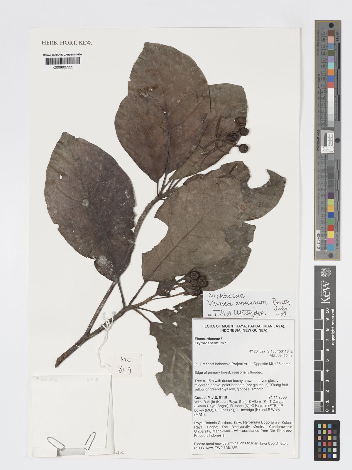 Vavaea amicorum Benth. | Plants of the World Online | Kew Science
