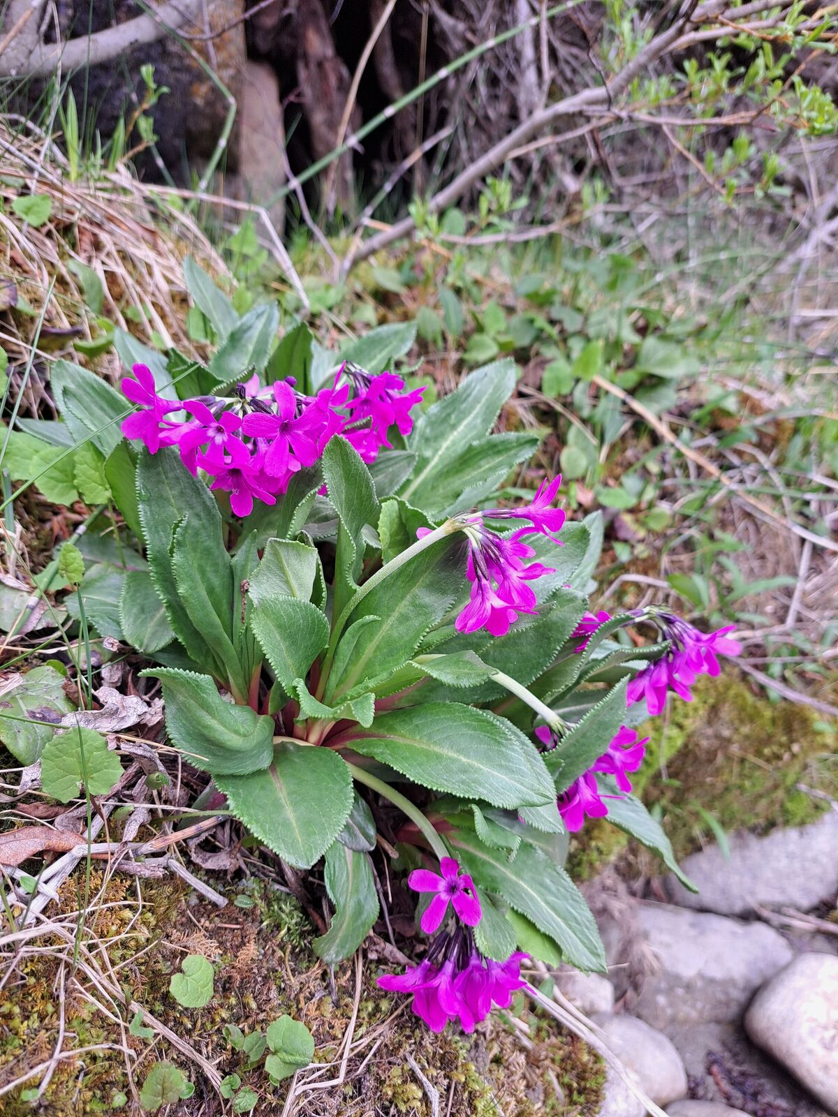 Primula nivalis Pall. | Plants of the World Online | Kew Science