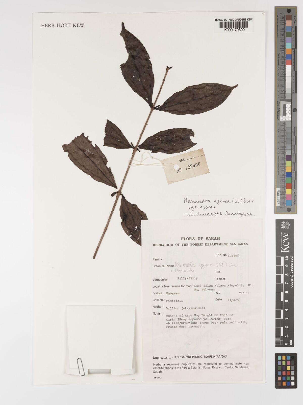 Pternandra azurea var. azurea | Plants of the World Online | Kew Science