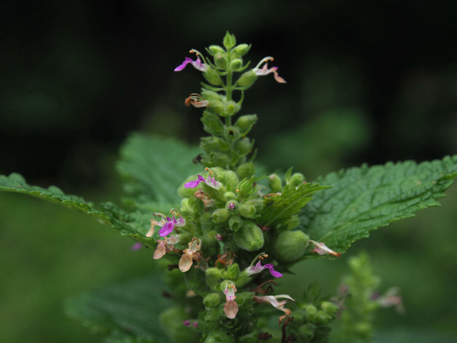 Teucrium viscidum Blume | Plants of the World Online | Kew Science