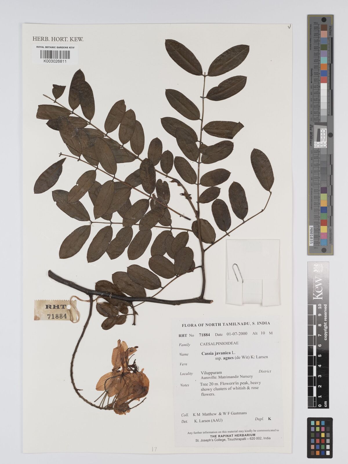 Cassia javanica subsp. agnes (de Wit) K.Larsen | Plants of the World Online | Kew Science