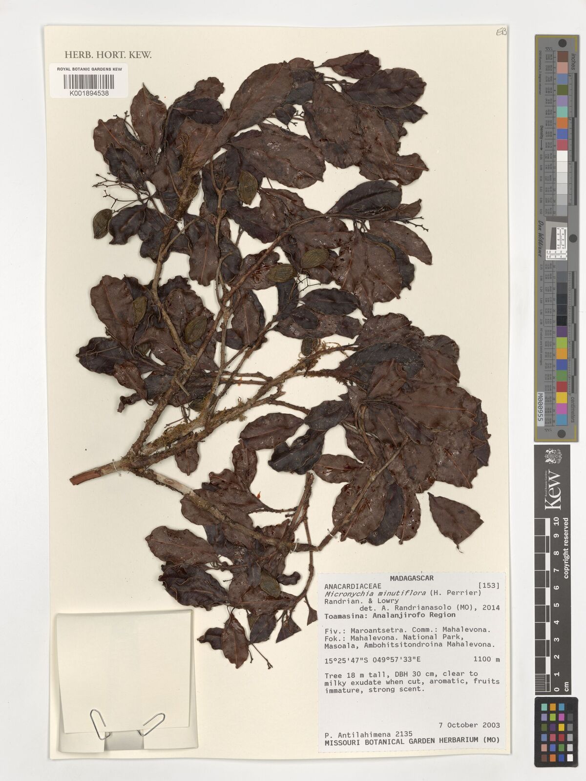 Micronychia minutiflora (H.Perrier) Randrian. & Lowry | Plants of the ...