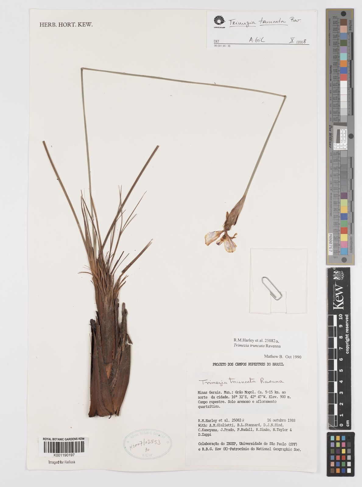 Trimezia truncata Ravenna | Plants of the World Online | Kew Science