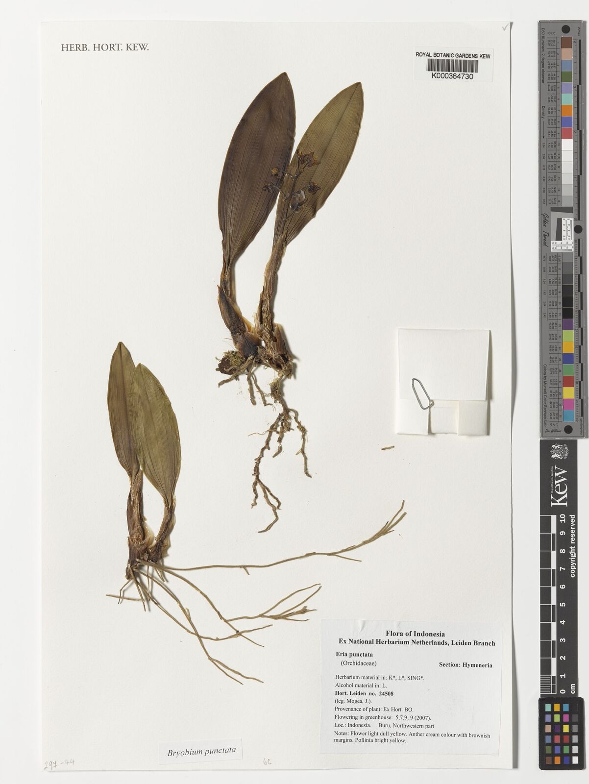 Bryobium punctatum (J.J.Sm.) Schuit., Y.P.Ng & H.A.Pedersen | Plants of ...