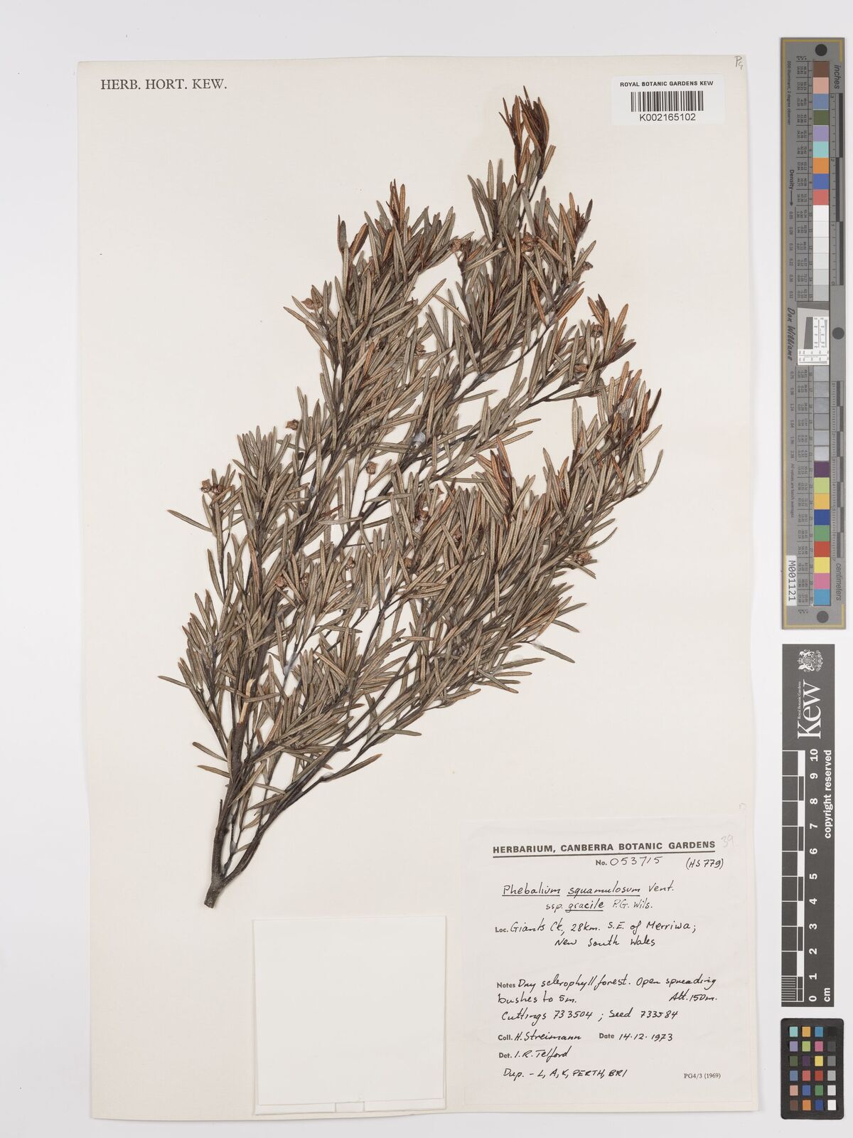Phebalium squamulosum subsp. gracile Paul G.Wilson | Plants of the ...