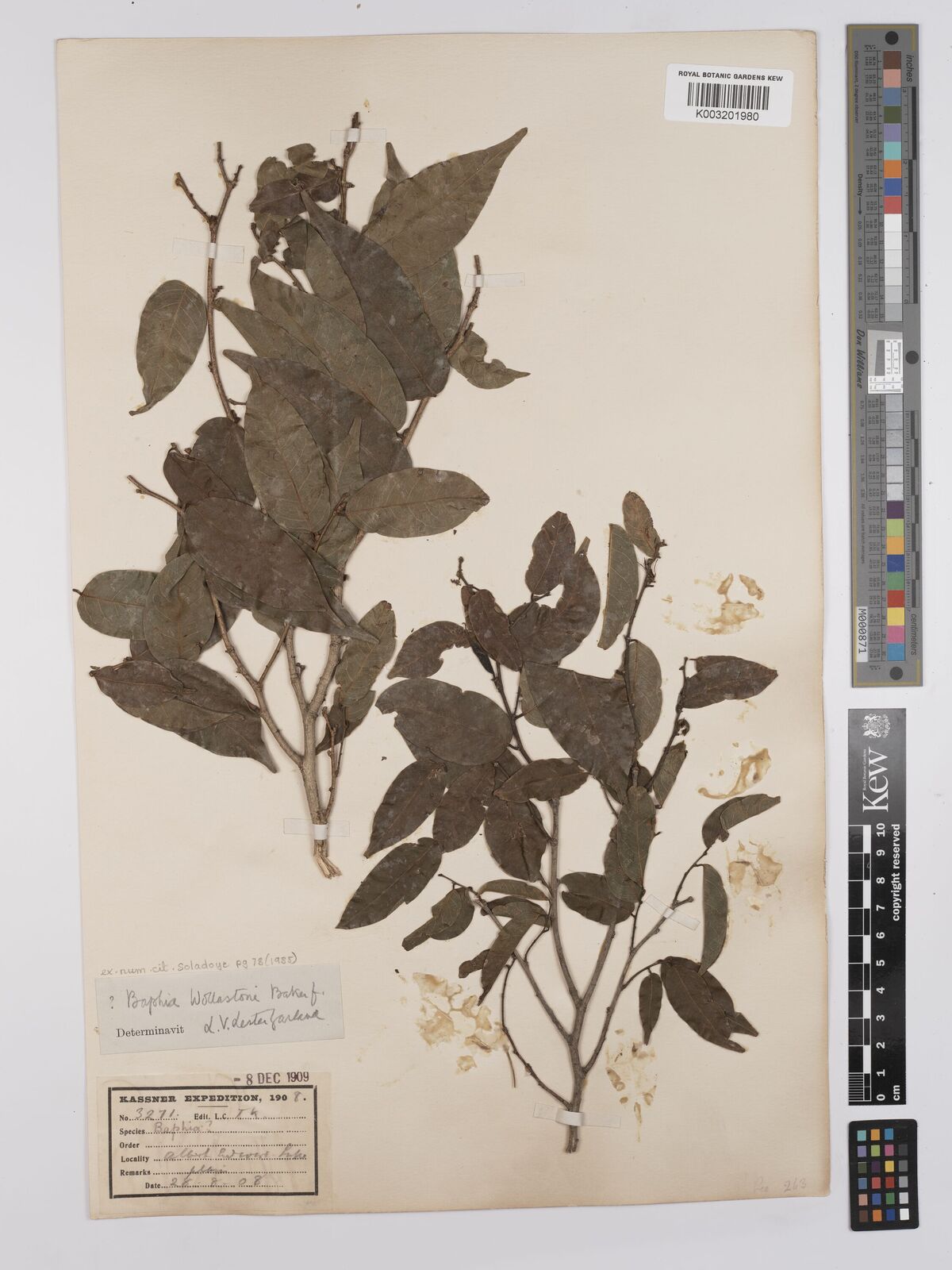 Baphia wollastonii Baker f. | Plants of the World Online | Kew Science