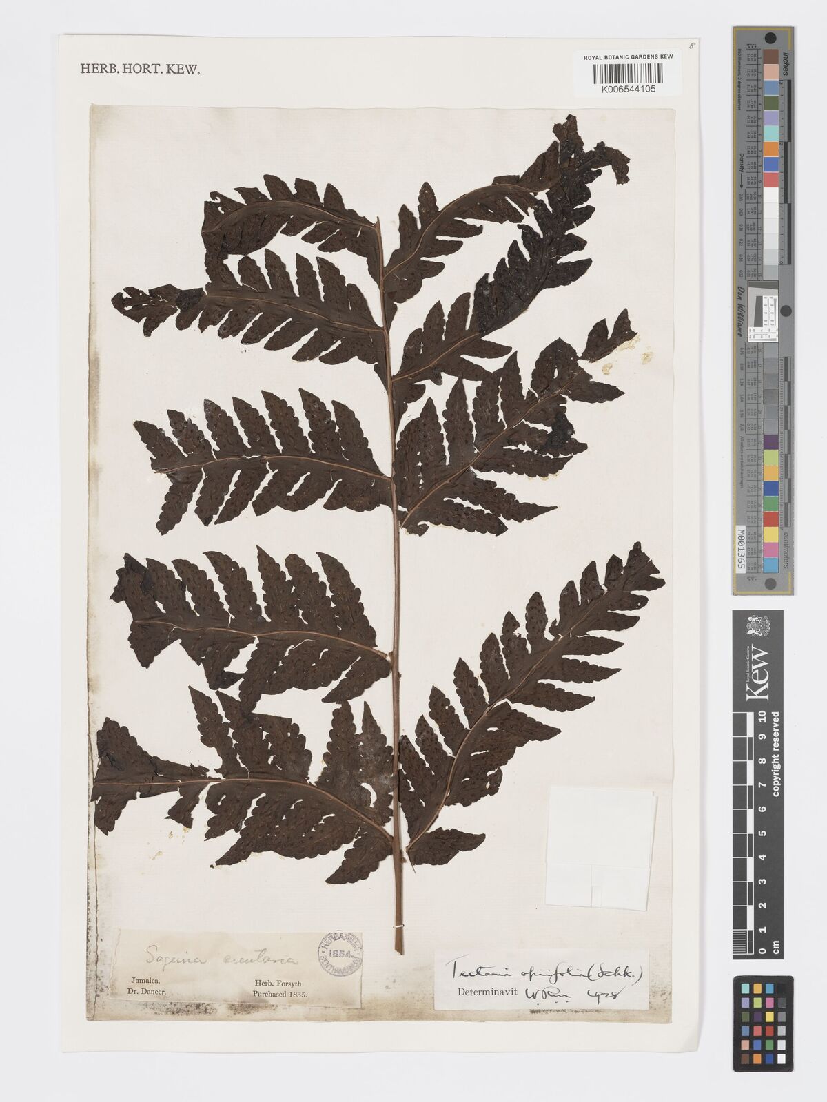 Tectaria coadunata var. coadunata | Plants of the World Online | Kew ...