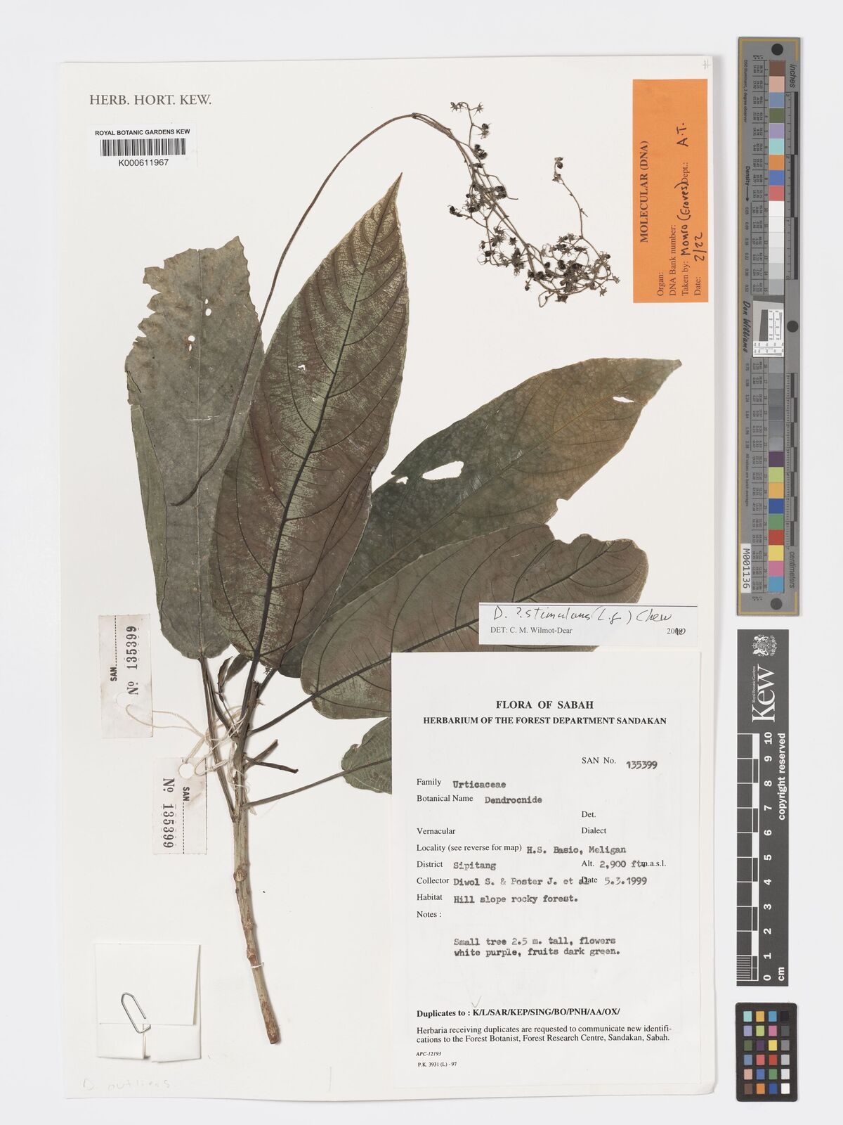 Dendrocnide stimulans (L.f.) Chew | Plants of the World Online | Kew ...