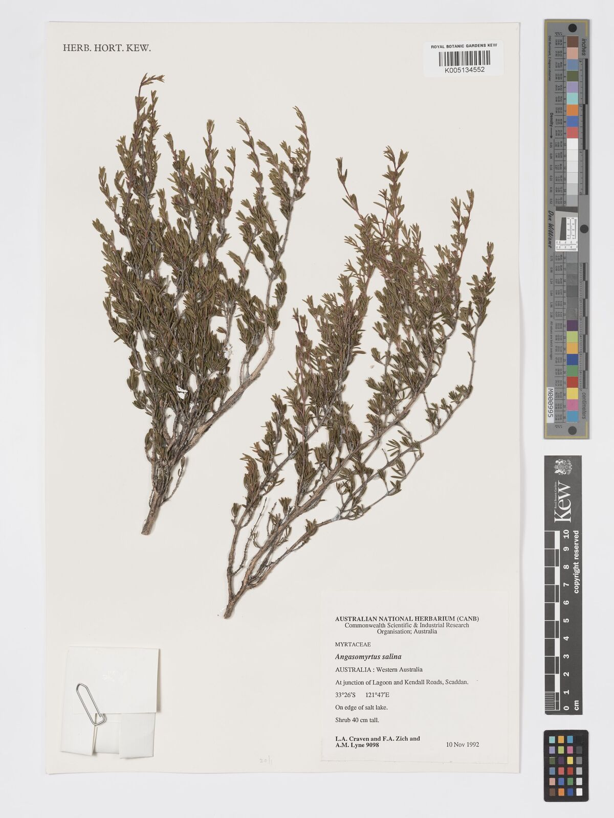 Kunzea salina (Trudgen & Keighery) Toelken & de Lange | Plants of the ...