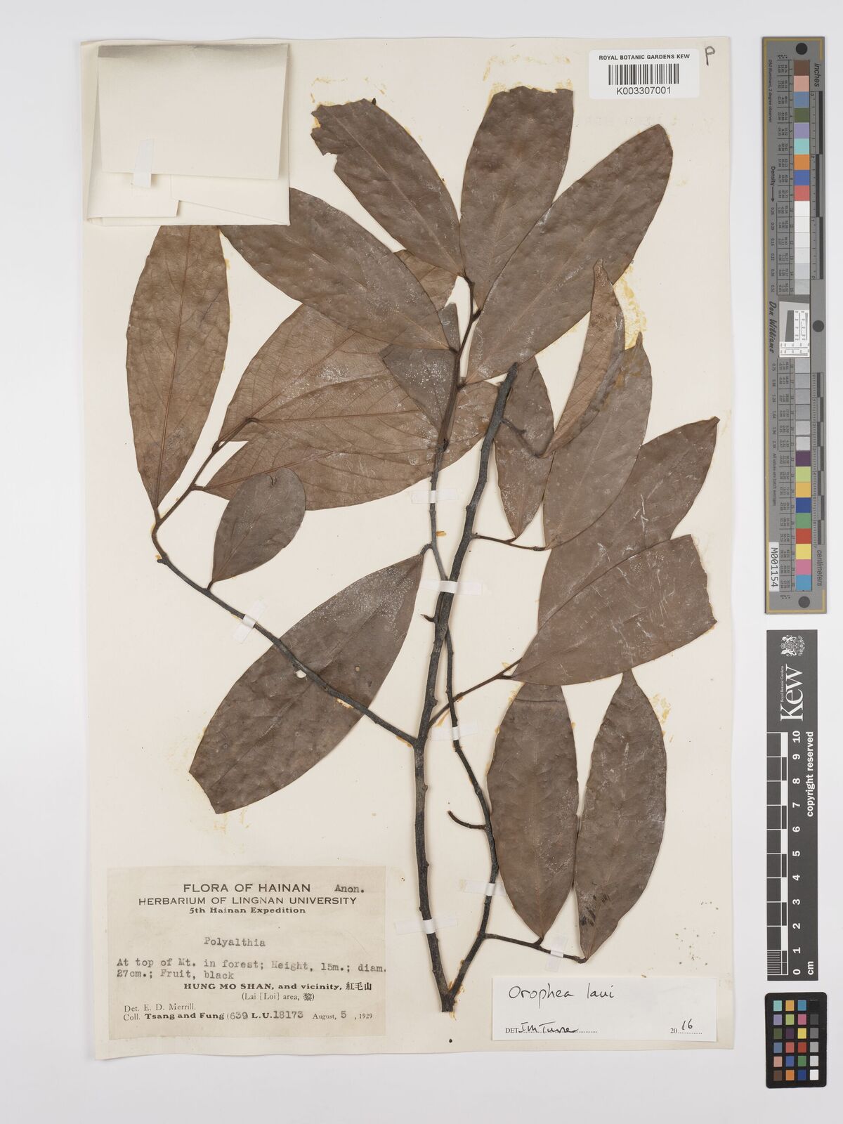Orophea laui Leonardía & Kessler | Plants of the World Online | Kew Science