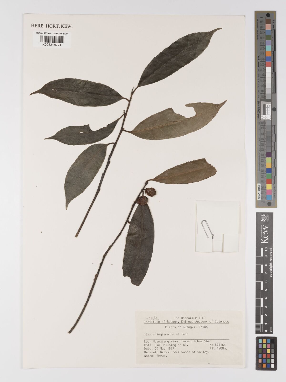Ilex chingiana Hu & Tang | Plants of the World Online | Kew Science