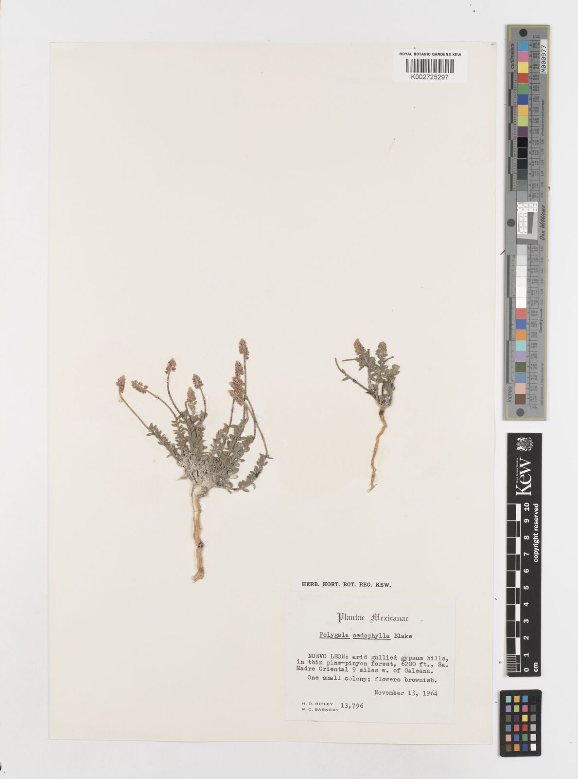 Senega oedophylla (S.F.Blake) J.F.B.Pastore & J.R.Abbott | Plants of ...