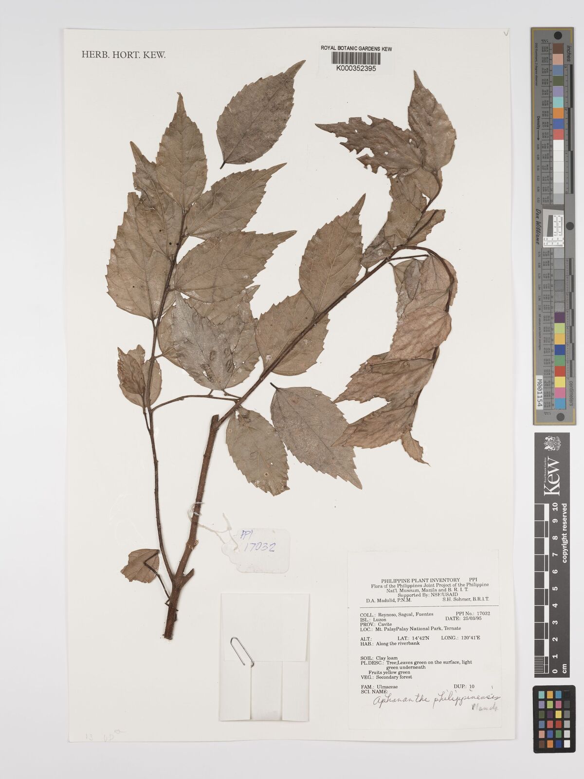 Aphananthe philippinensis Planch. | Plants of the World Online | Kew ...