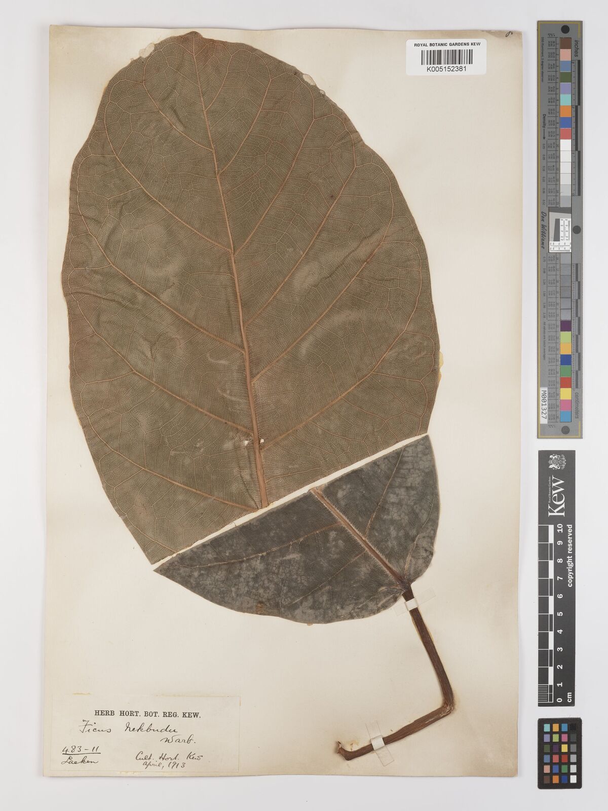 Ficus lutea Vahl | Plants of the World Online | Kew Science