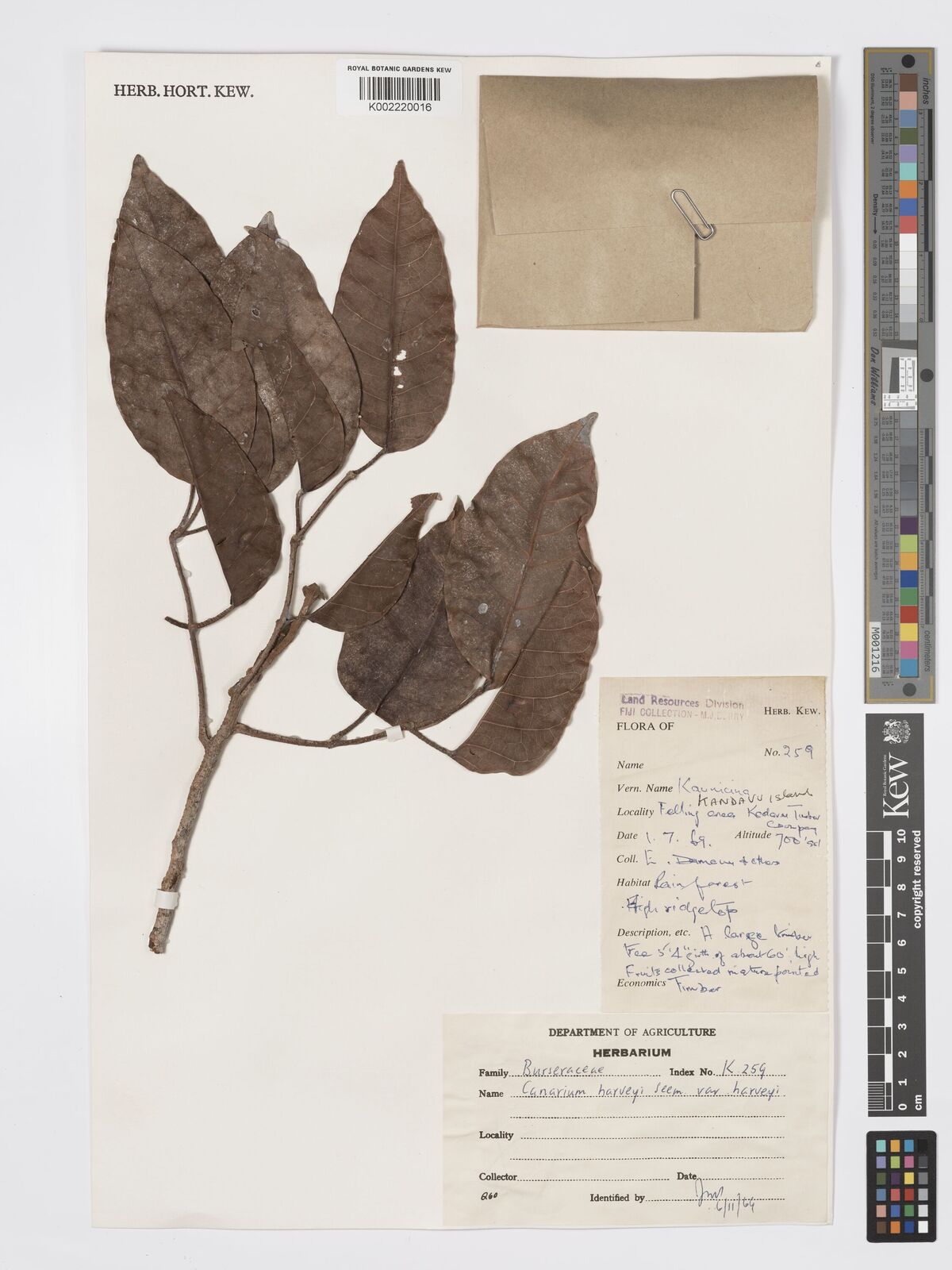 Canarium harveyi var. harveyi | Plants of the World Online | Kew Science
