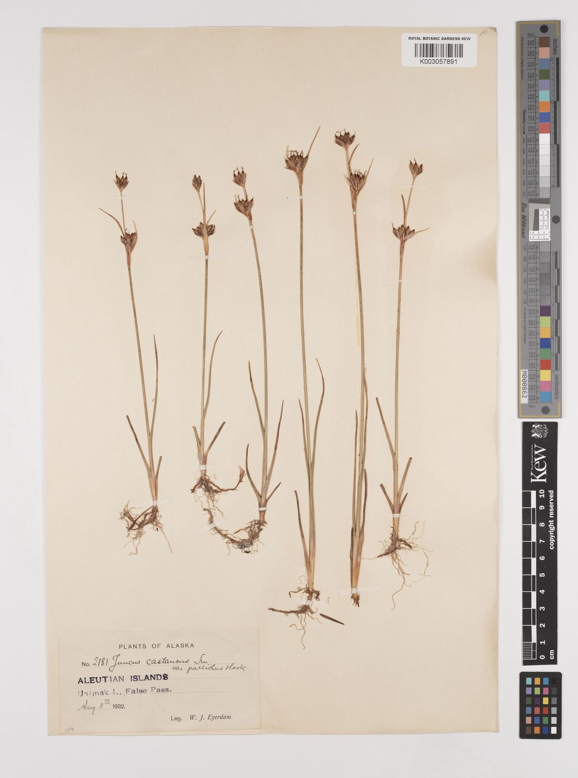 Juncus castaneus subsp. castaneus | Plants of the World Online | Kew ...