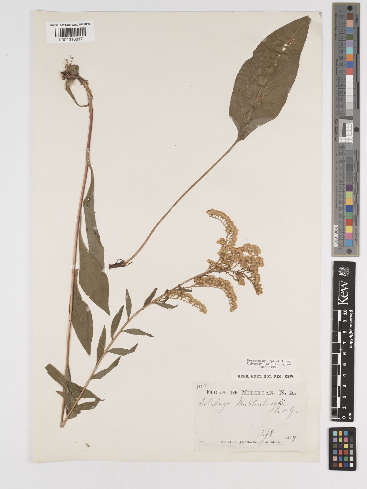 Solidago arguta var. arguta | Plants of the World Online | Kew Science