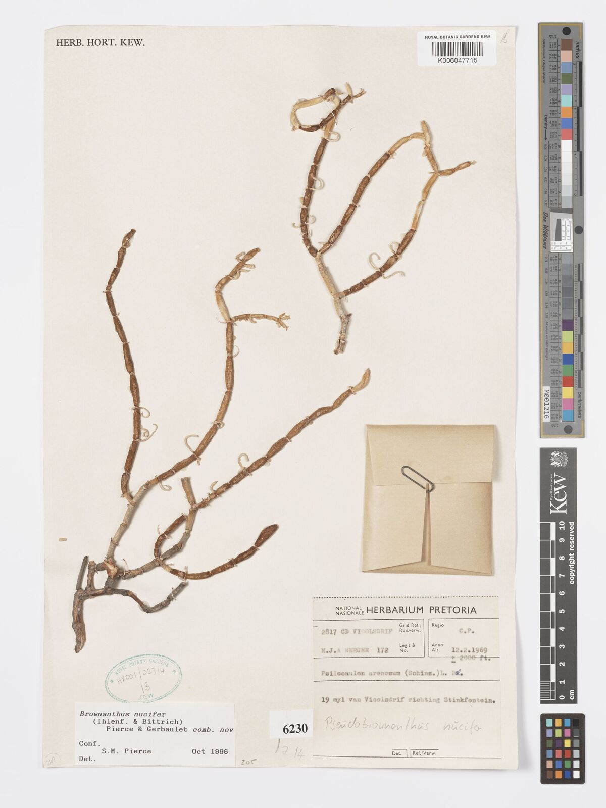 Mesembryanthemum nucifer (Ihlenf. & Bittrich) Klak | Plants of the ...