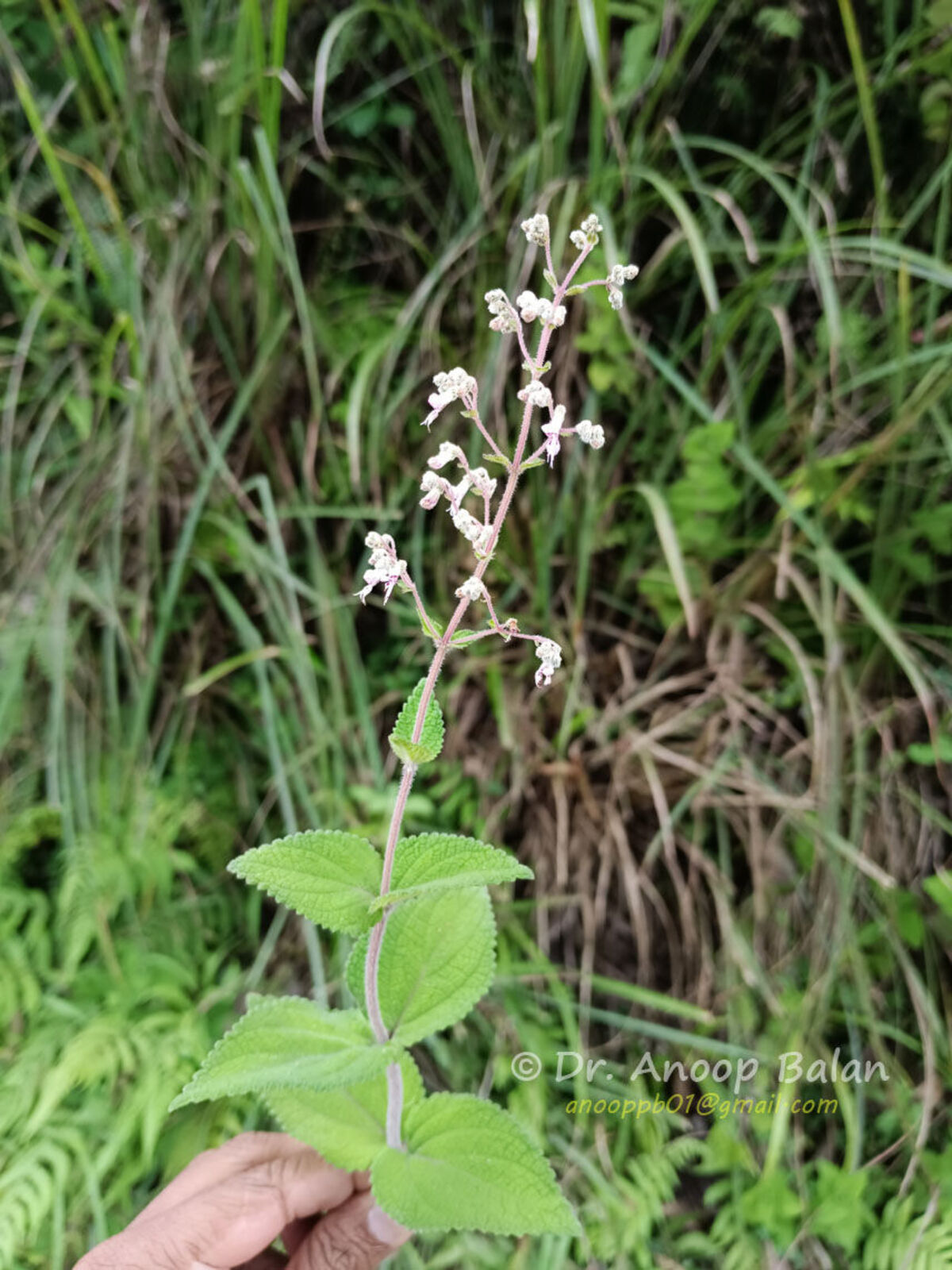 Isodon nigrescens (Benth.) H.Hara | Plants of the World Online | Kew ...