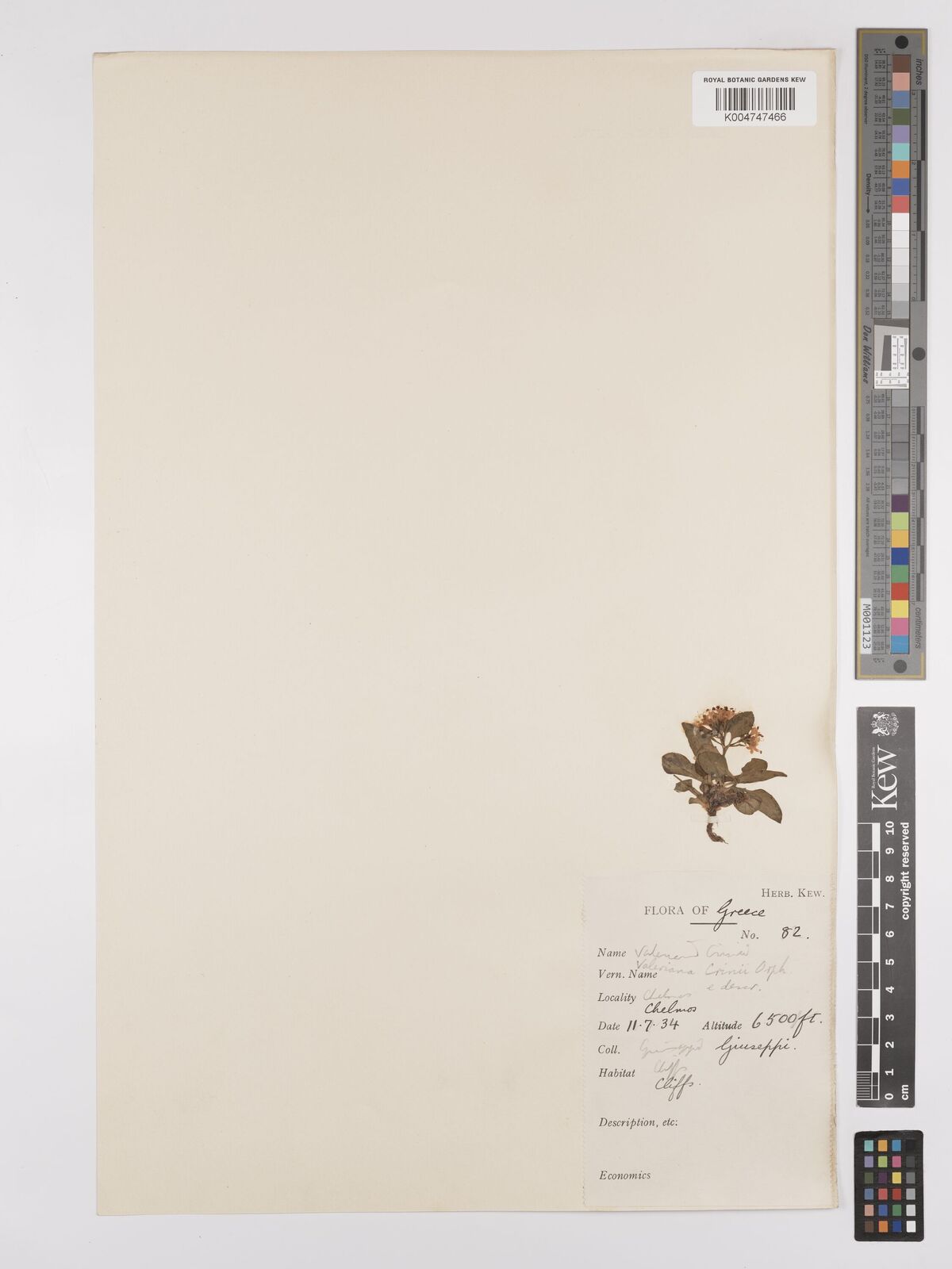 Valeriana crinii Orph. ex Boiss. | Plants of the World Online | Kew Science