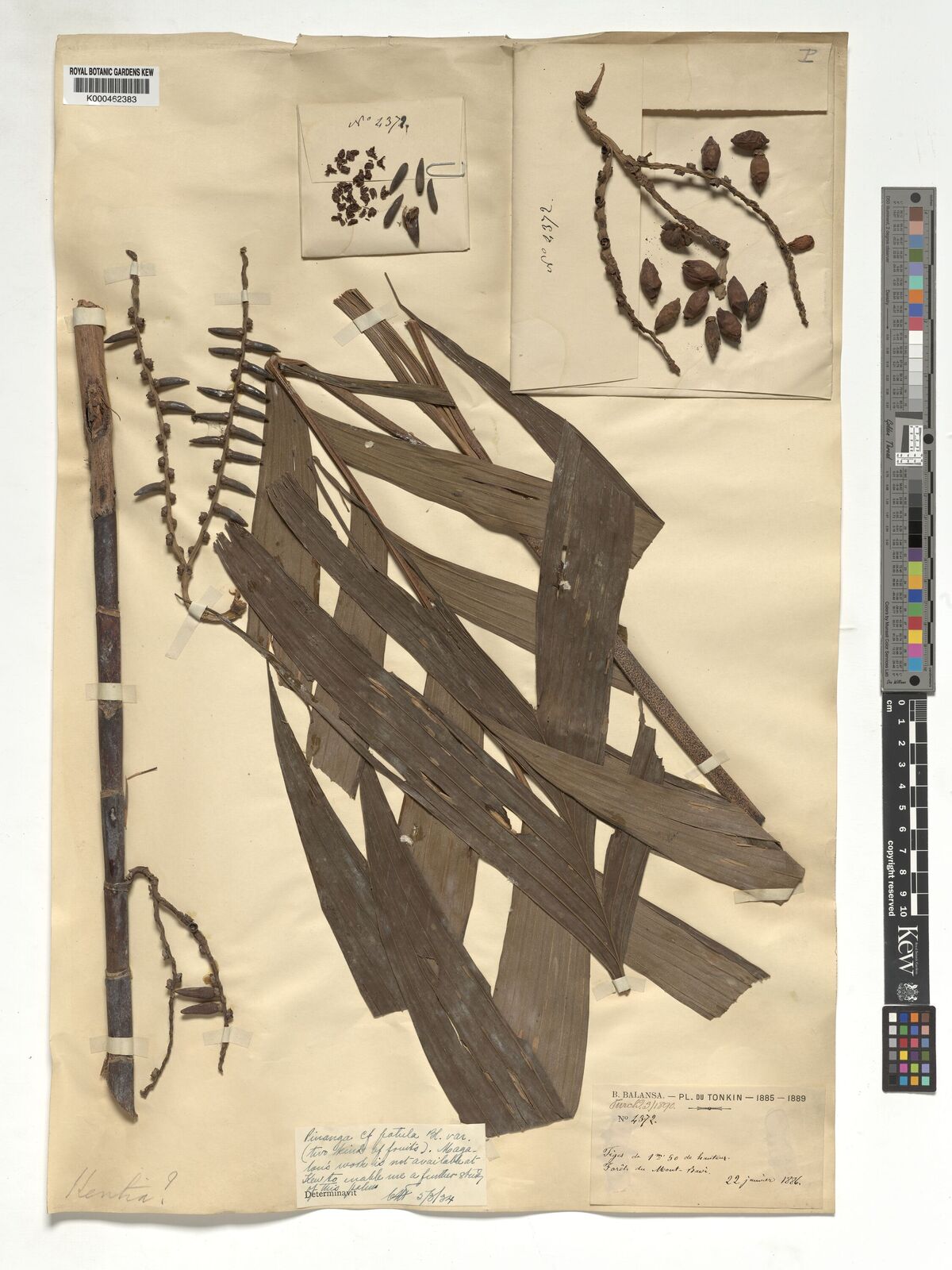 Pinanga patula Blume | Plants of the World Online | Kew Science