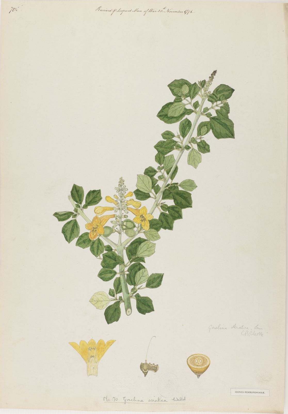 Gmelina asiatica L. | Plants of the World Online | Kew Science