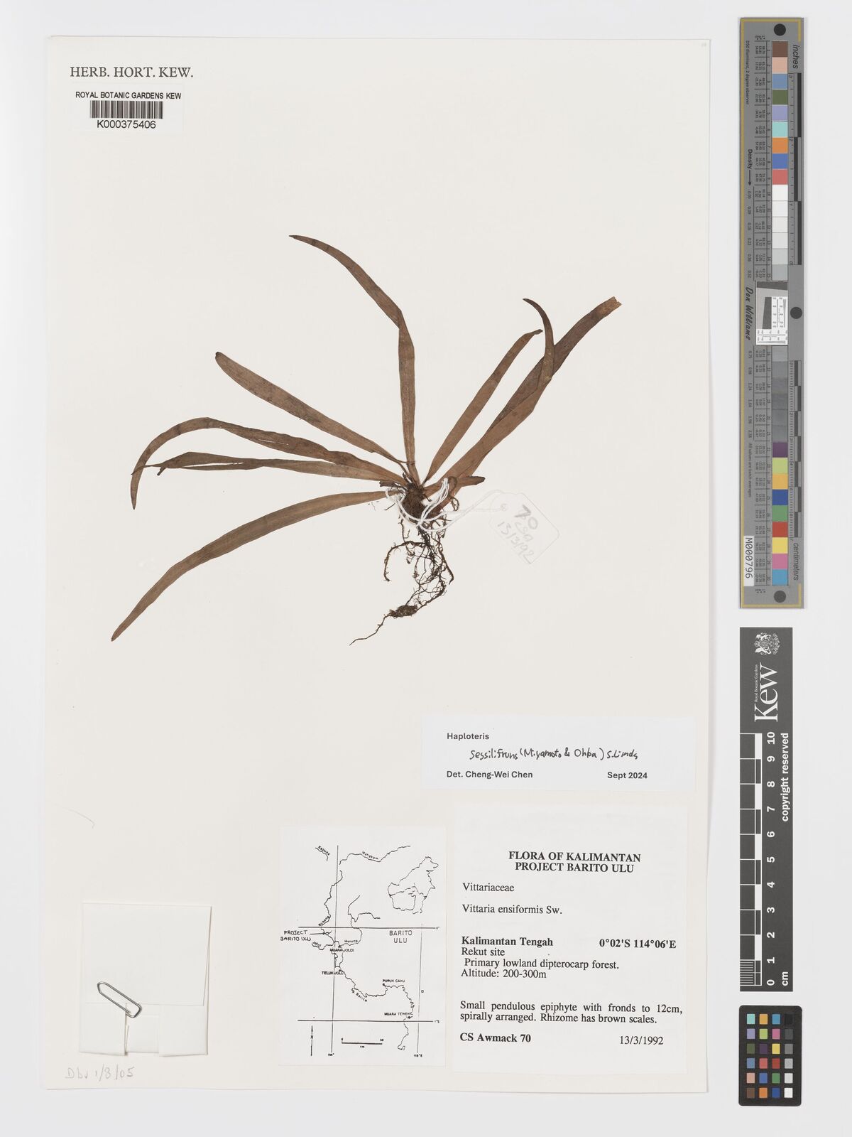 Haplopteris ensiformis (Sw.) E.H.Crane | Plants of the World Online ...