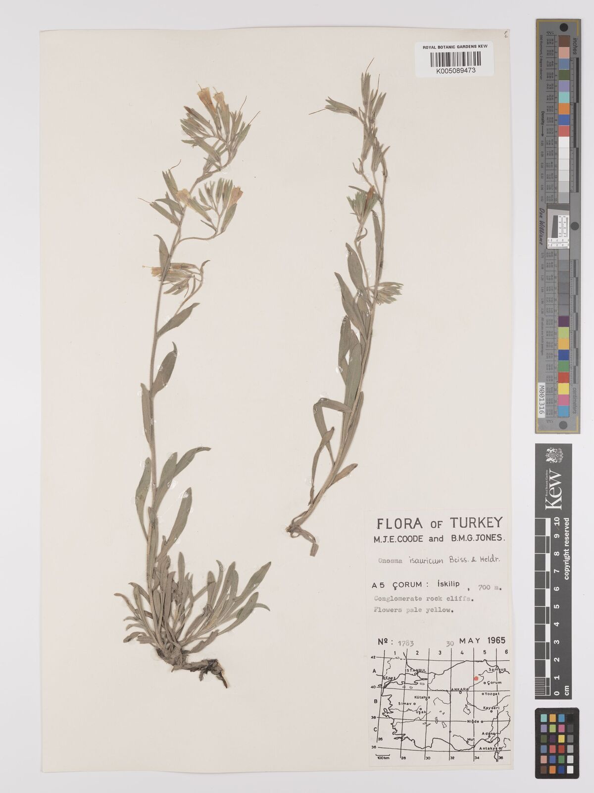Onosma isaurica Boiss. & Heldr. | Plants of the World Online | Kew Science