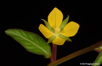 Ludwigia Hyssopifolia Powo