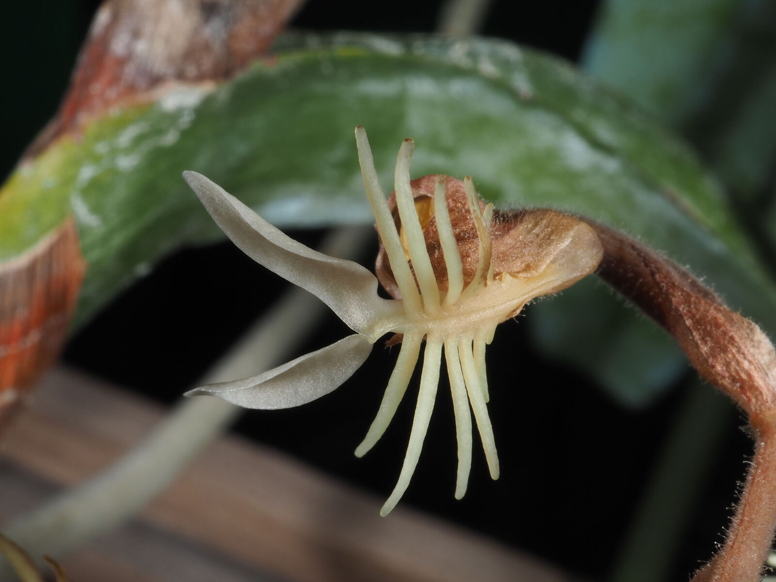 Anoectochilus formosanus Hayata | Plants of the World Online | Kew Science