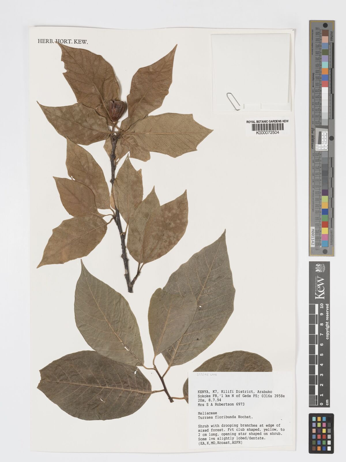 Turraea floribunda Hochst. | Plants of the World Online | Kew Science