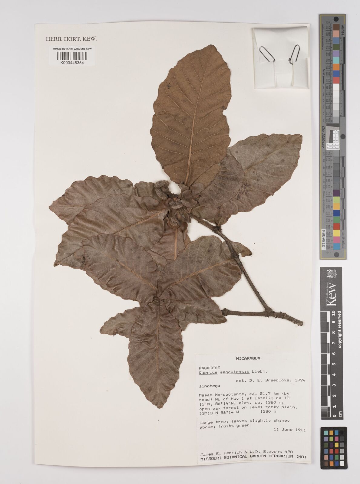 Quercus segoviensis Liebm. | Plants of the World Online | Kew Science