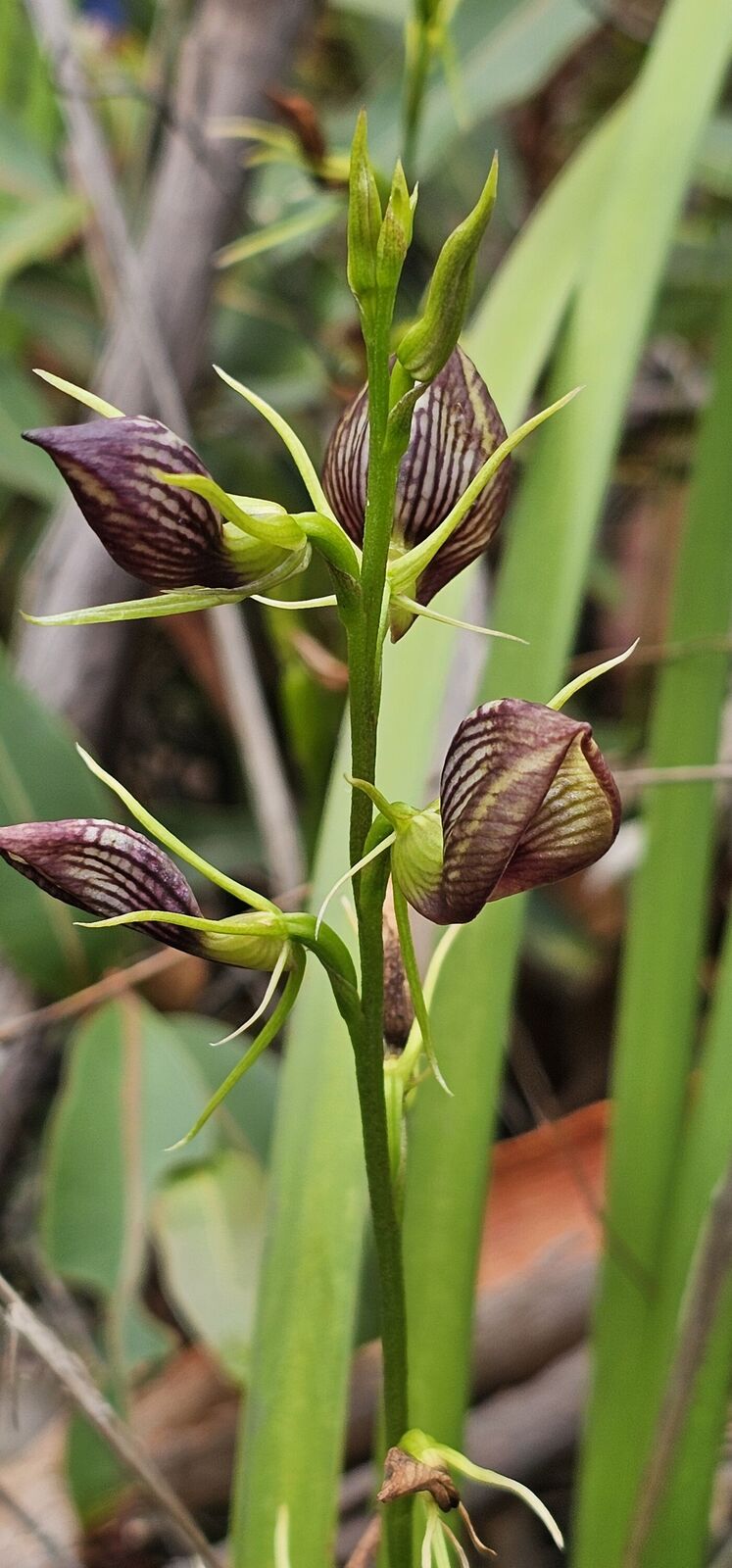 Cryptostylis erecta R.Br. | Plants of the World Online | Kew Science