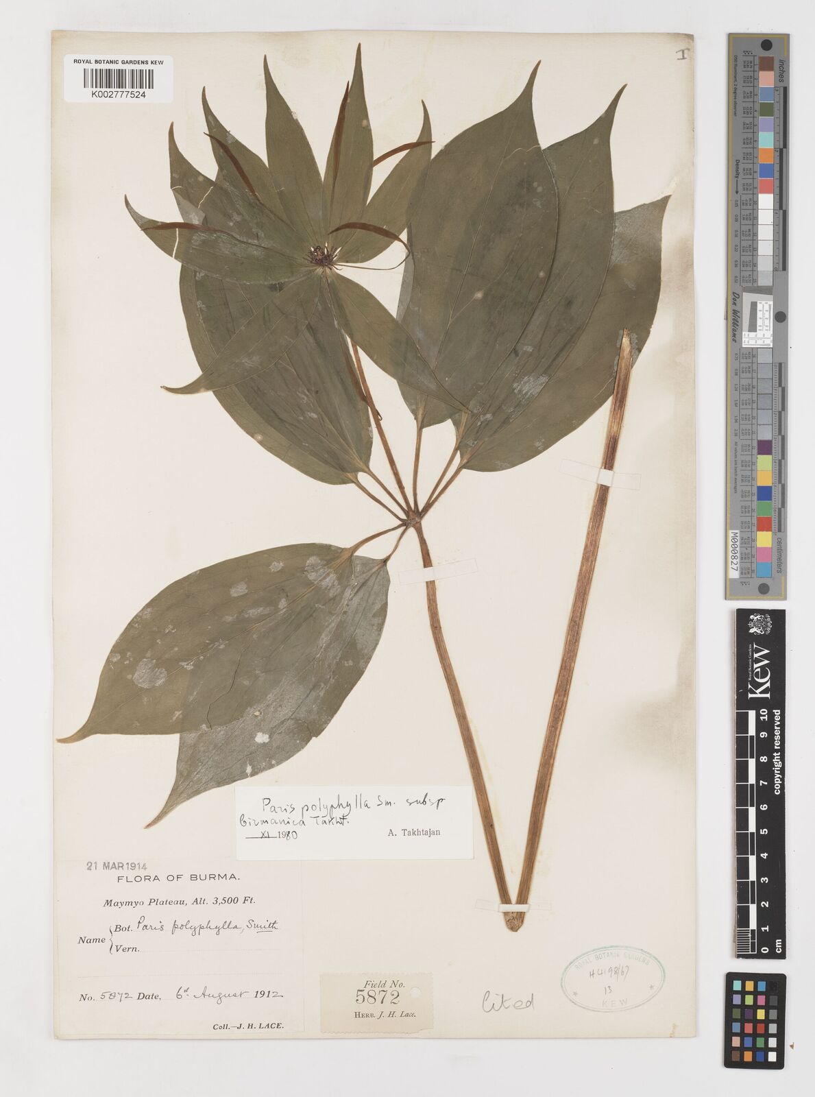 Paris yunnanensis Franch. | Plants of the World Online | Kew Science