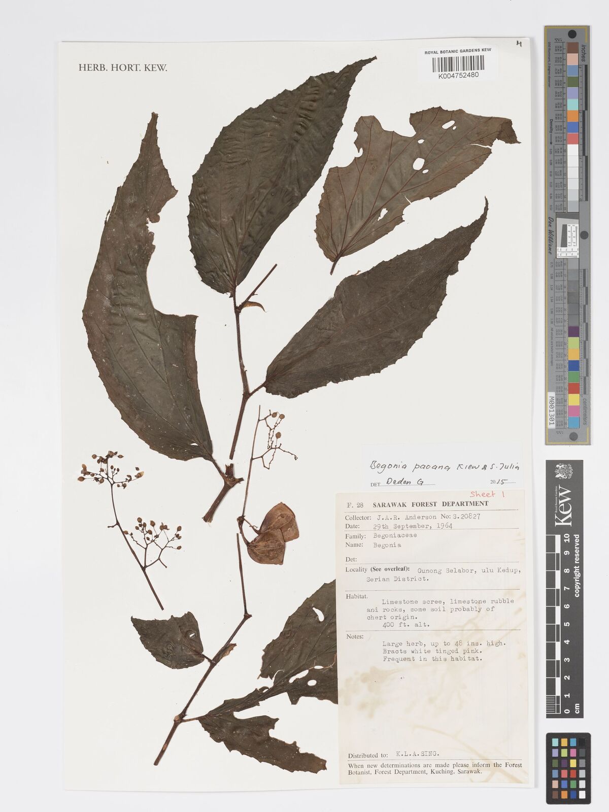 Begonia paoana Kiew & S.Julia | Plants of the World Online | Kew Science