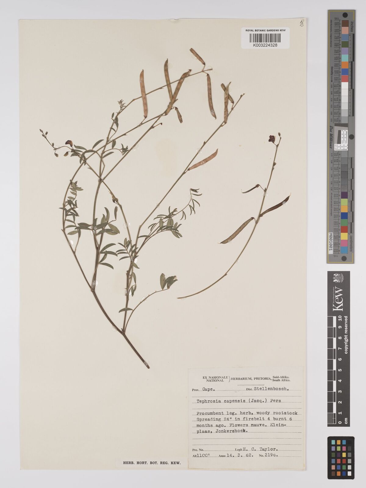 Tephrosia capensis var. capensis | Plants of the World Online | Kew Science