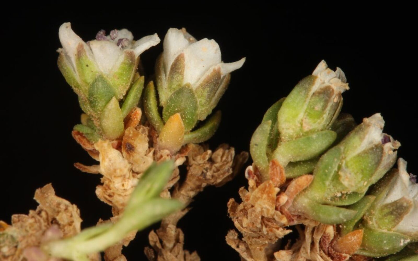 Arenaria rivularis Phil. | Plants of the World Online | Kew Science
