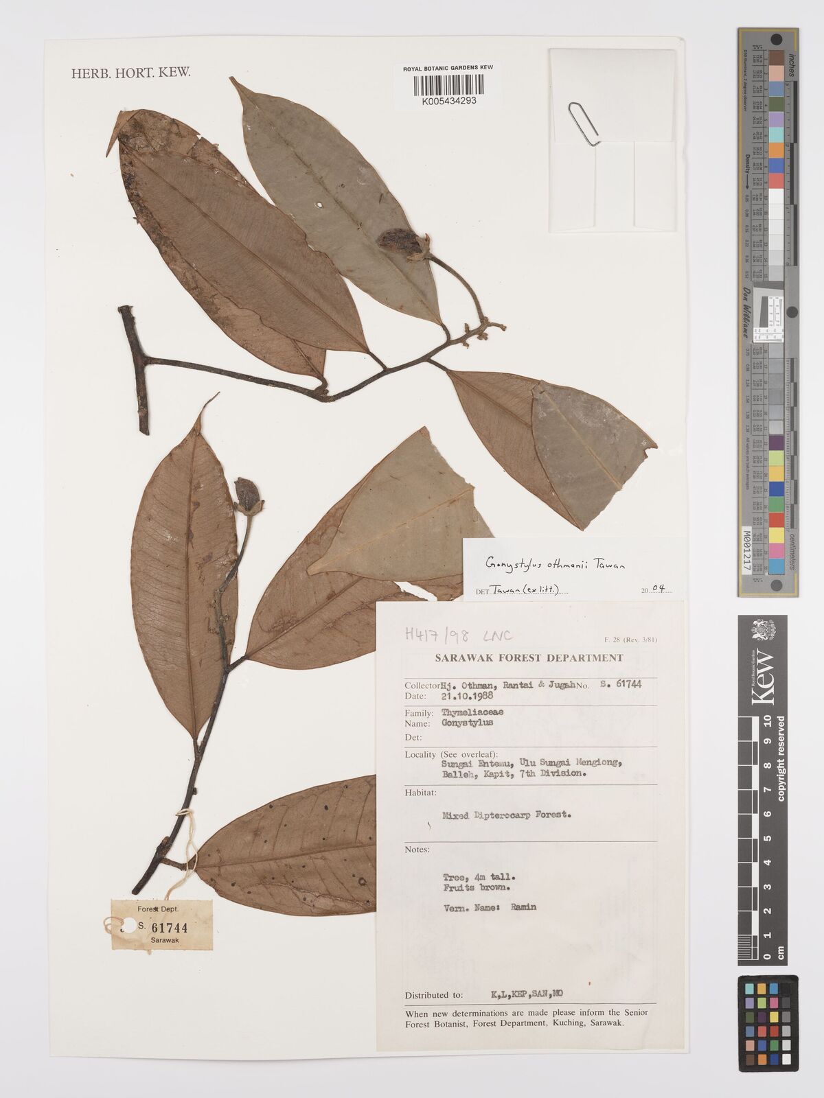 Gonystylus othmanii Tawan | Plants of the World Online | Kew Science