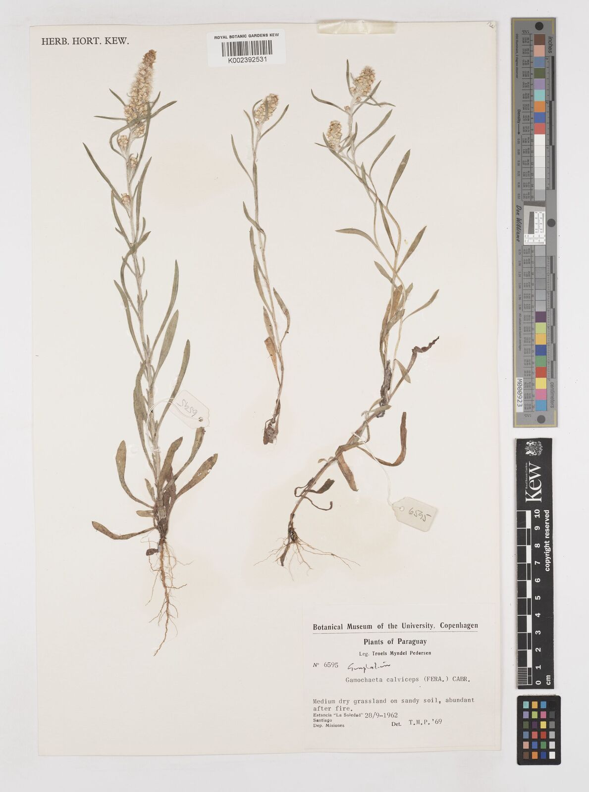 Gamochaeta calviceps (Fernald) Cabrera | Plants of the World Online ...