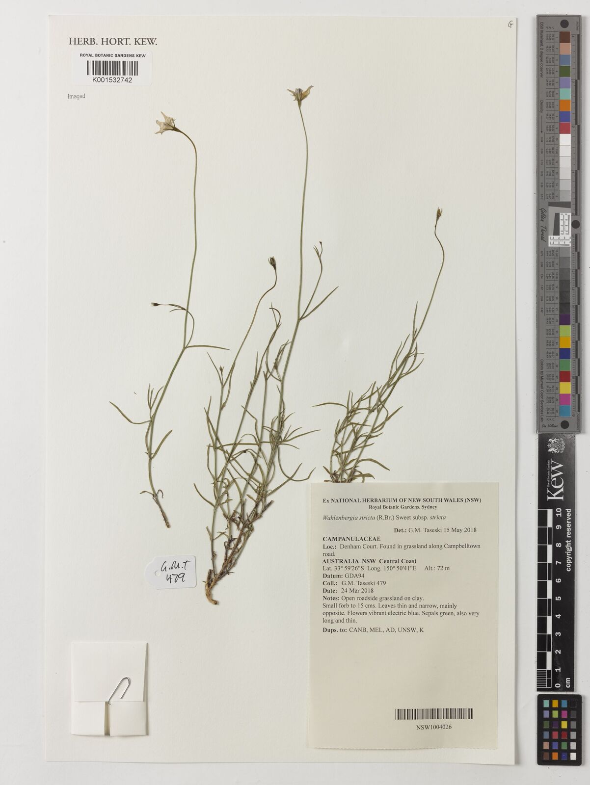 Wahlenbergia stricta (R.Br.) Sweet | Plants of the World Online | Kew ...