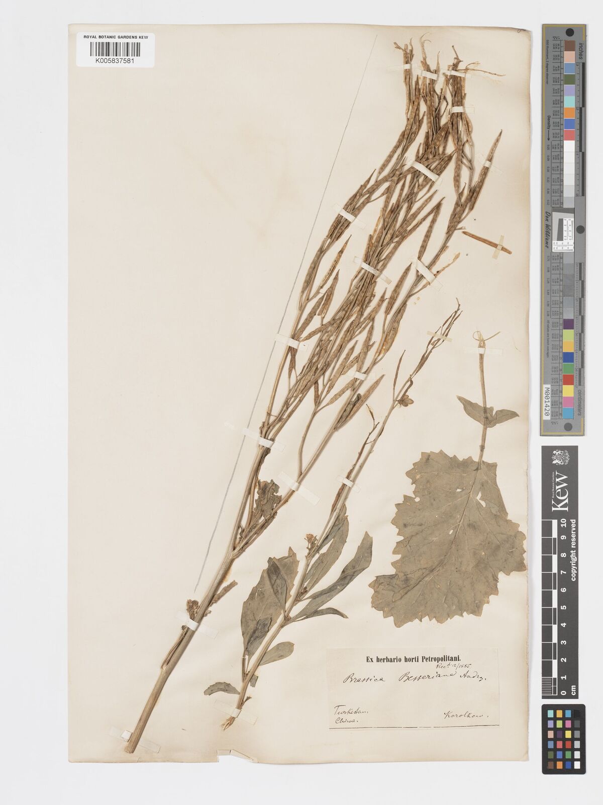 × Brassarda juncea (L.) Su Liu & Z.H.Feng | Plants of the World Online ...